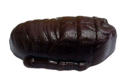 Captain Caboodle Chocolate Cockroach Caboodles – Candy Favorites